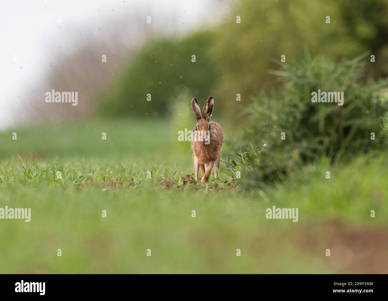 A Brown Hare ( Lepus europaeus) running towards the camera past a huge ...