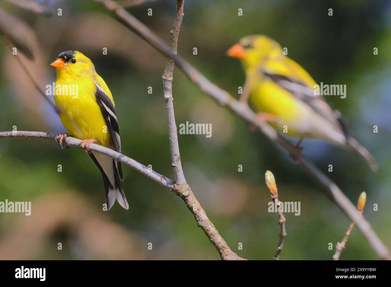 Tiny beautiful birds hi-res stock photography and images - Alamy