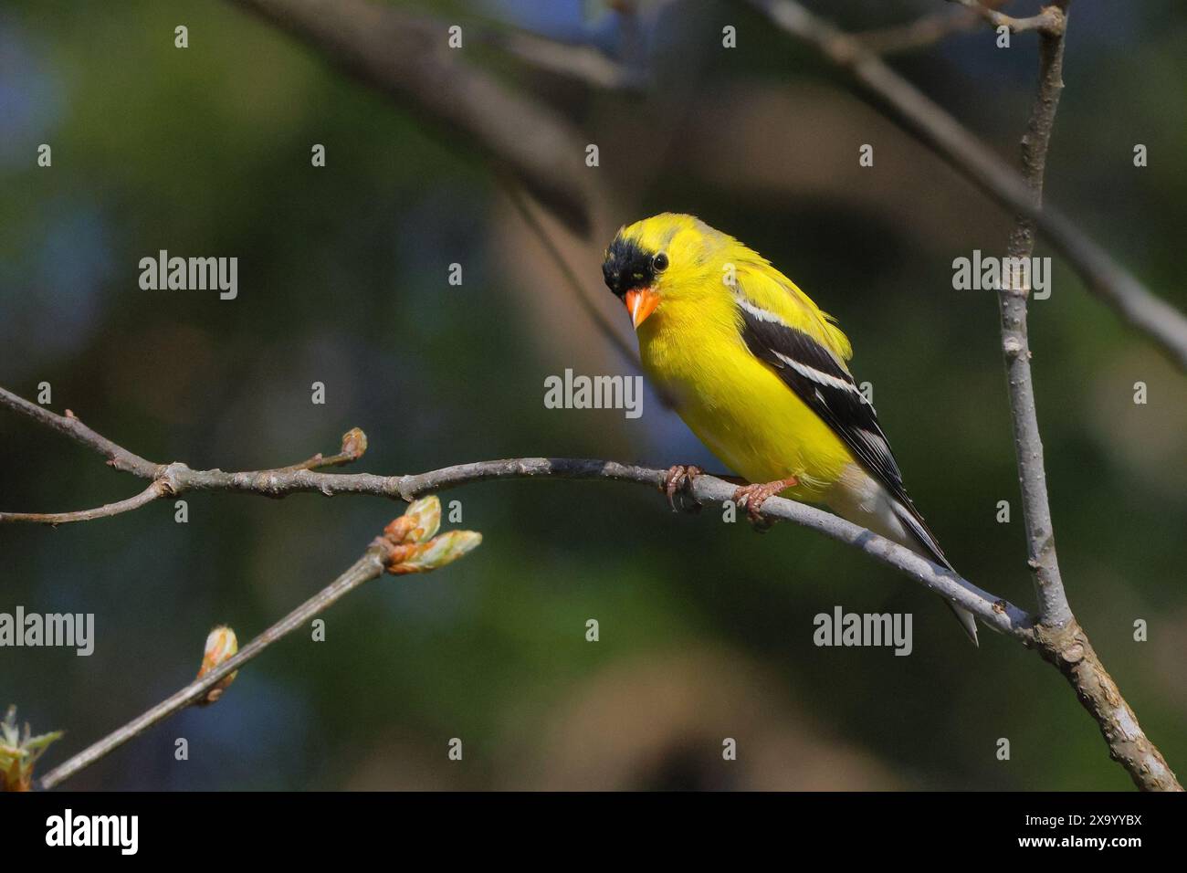 Bird with bright plumage hi-res stock photography and images - Alamy