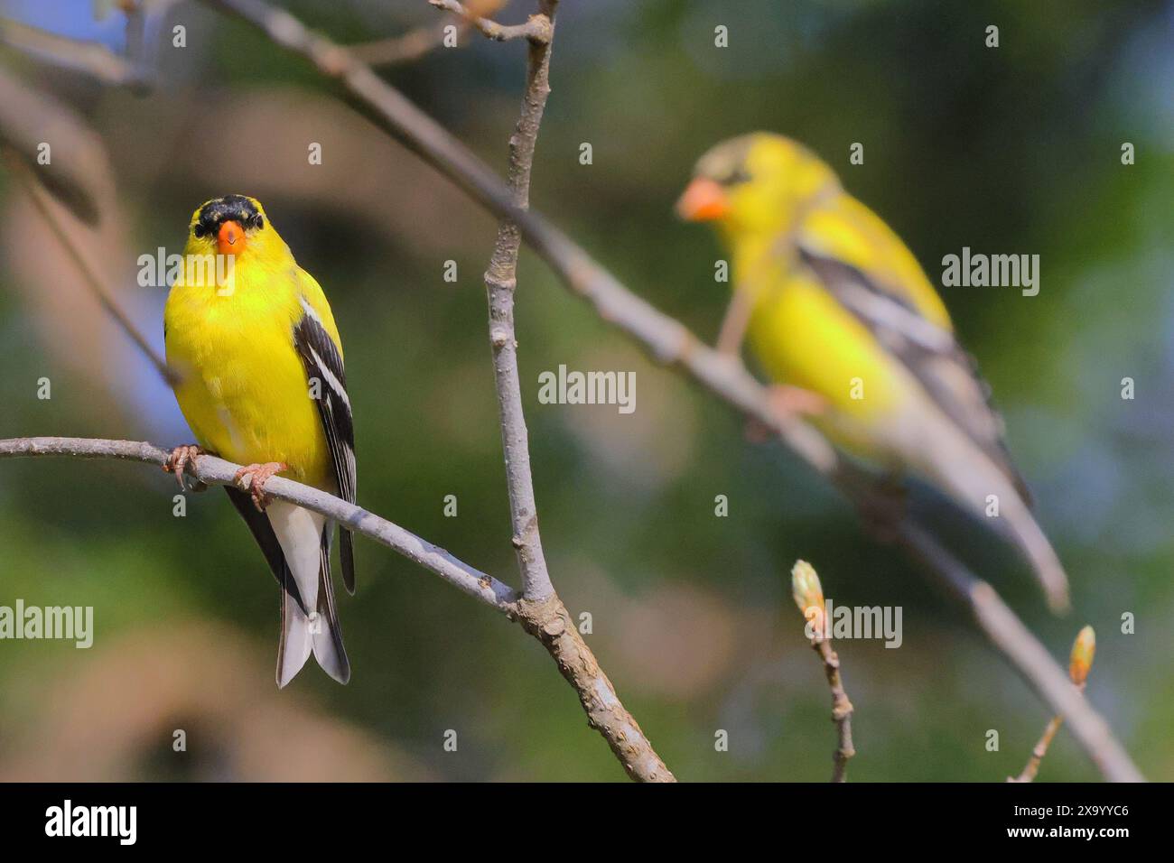 Two birds tweeting on a branch hi-res stock photography and images - Alamy