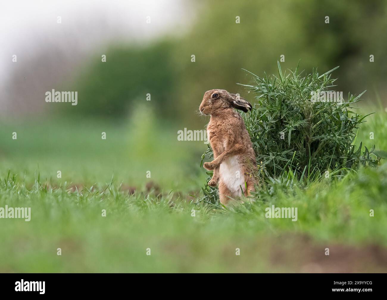 A Brown Hare ( Lepus europaeus) standing on his hind legs on a farmers grass margin by a big ...