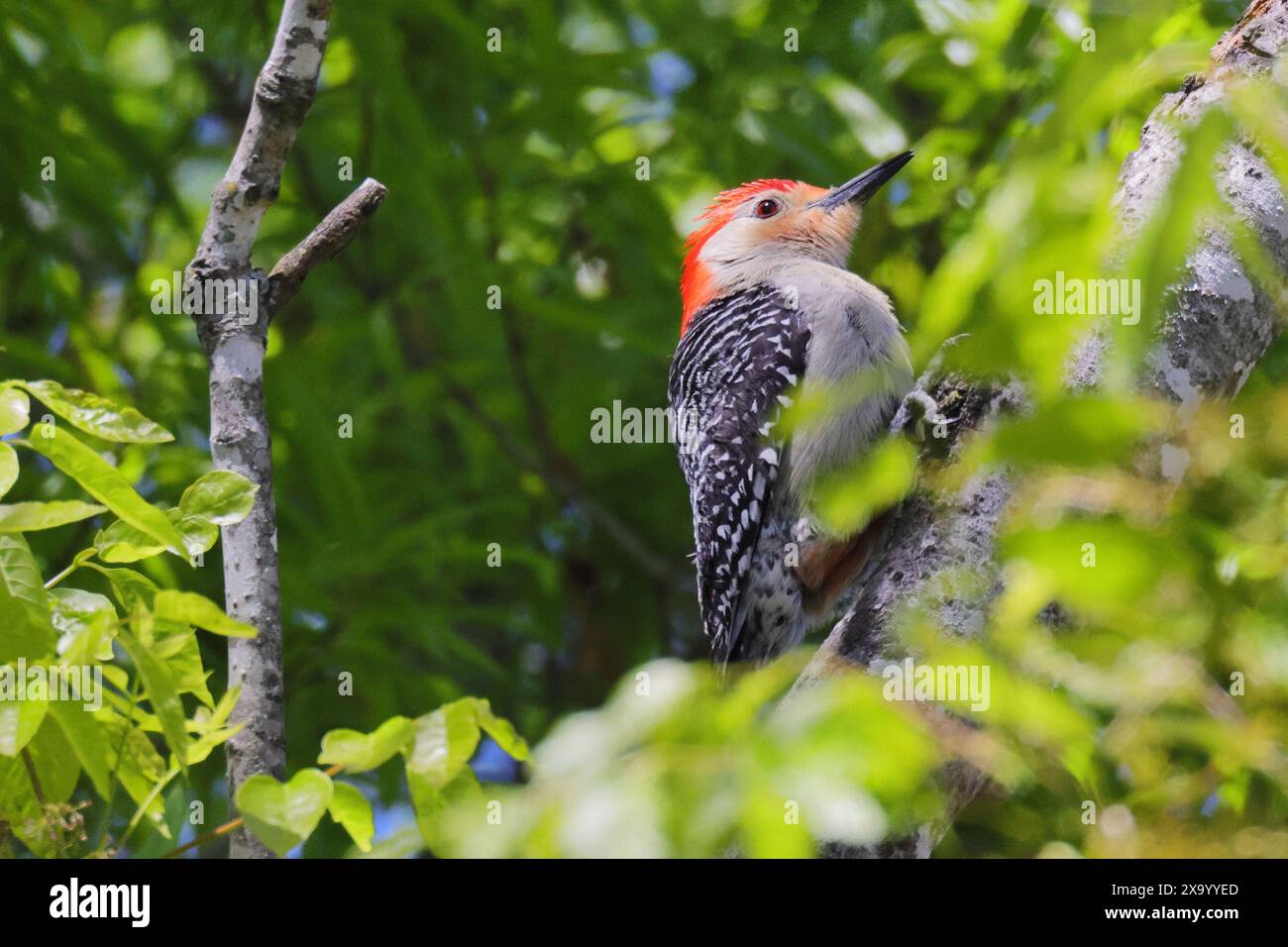 Red capped woodpecker hi-res stock photography and images - Alamy