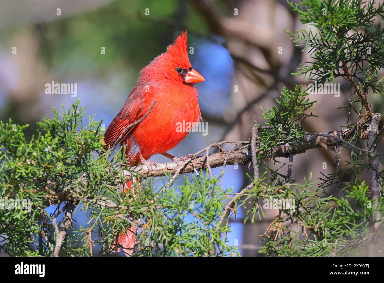 A red cardinal bird on a pine tree branch in a woodland setting Stock ...