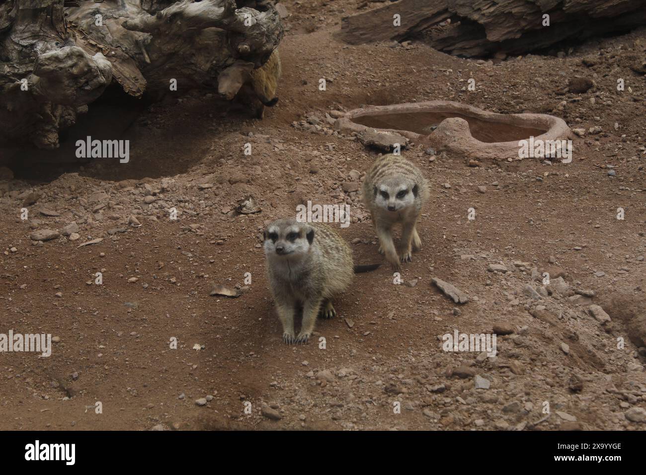 Opossums habitat hi-res stock photography and images - Alamy