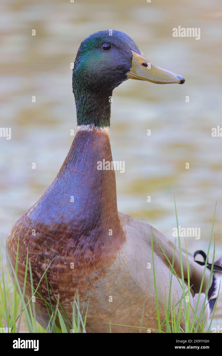 A duck standing in grass by water, gazing ahead Stock Photo - Alamy