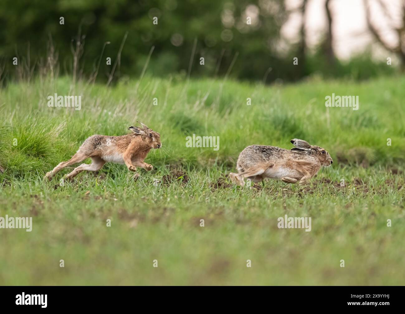 Two Brown Hares ( Lepus europaeus), Male and female, chasing each other ...
