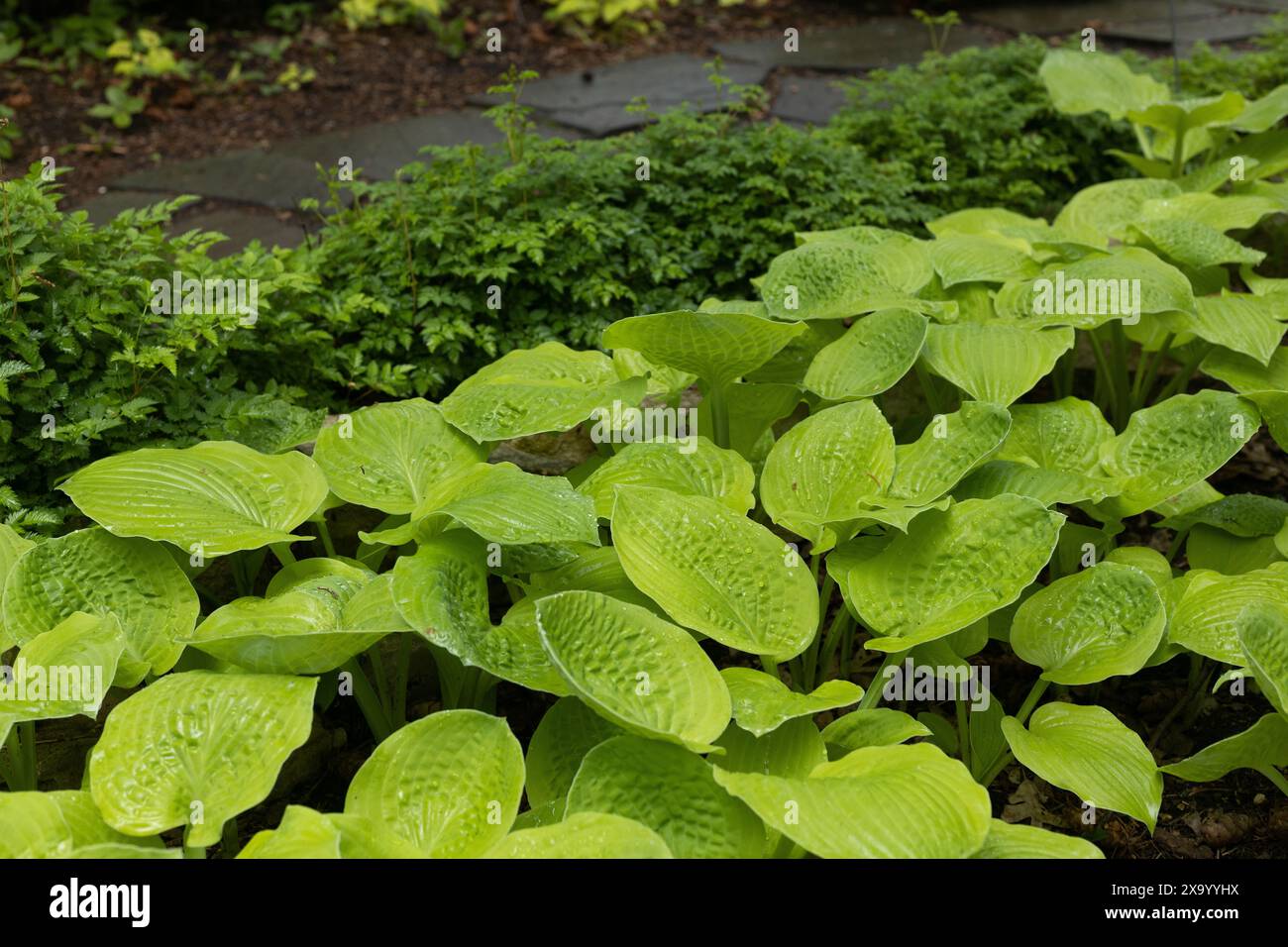 Hosta 'August Moon' Stock Photo - Alamy