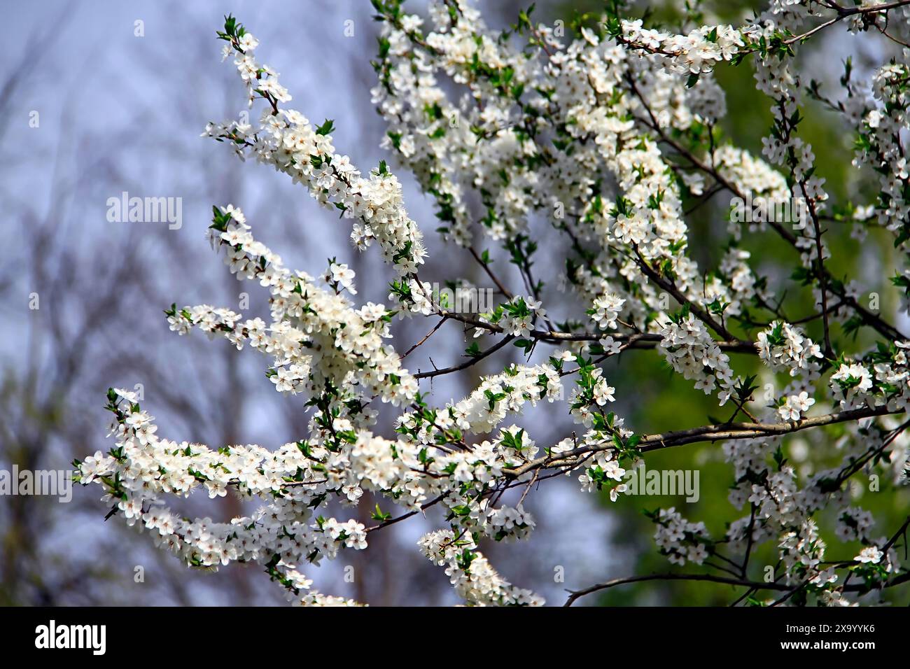 A blooming tree in springtime with colorful flowers Stock Photo - Alamy