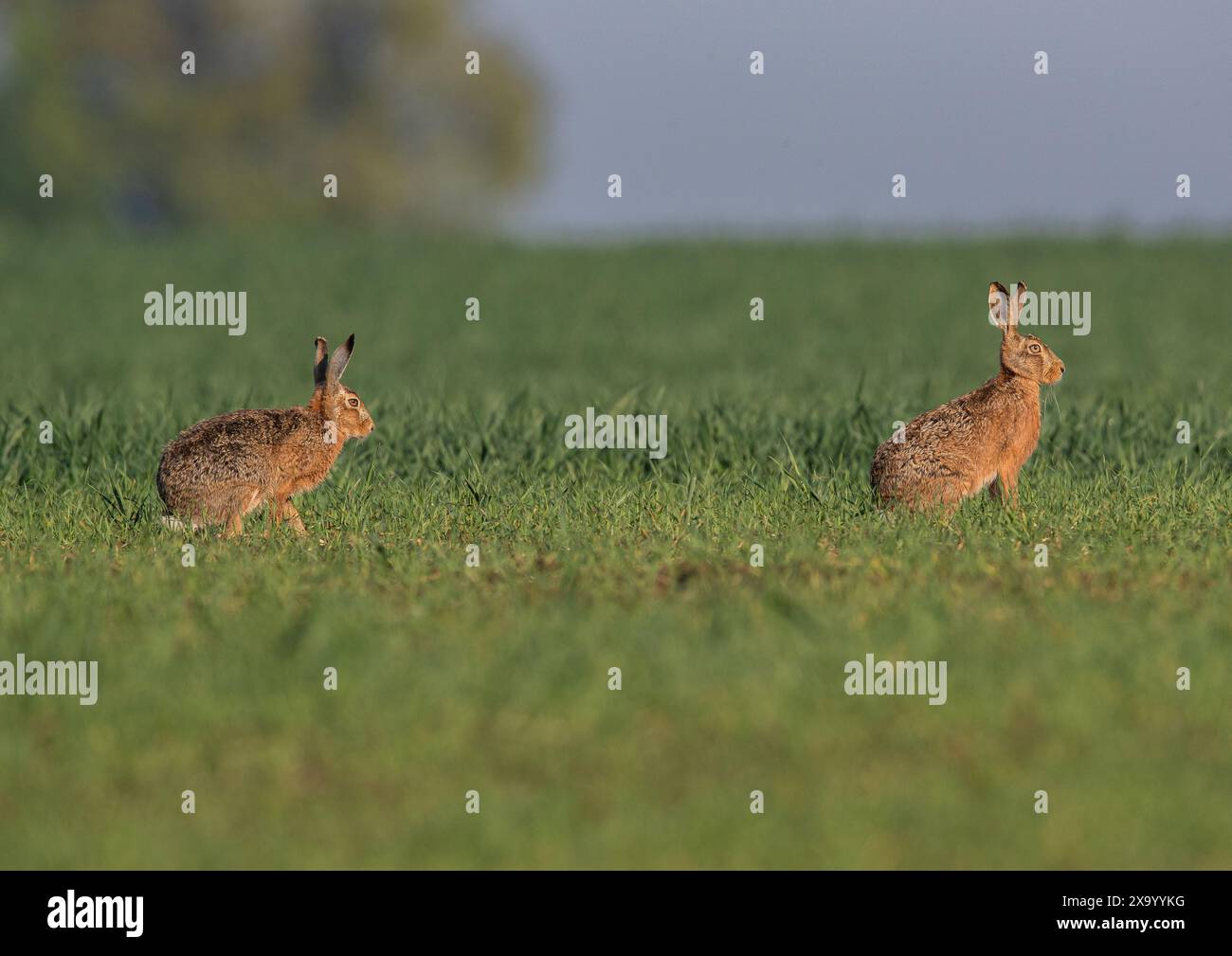 A couple of Brown Hares (Lepus europaeus ) in the sun showing courtship ...
