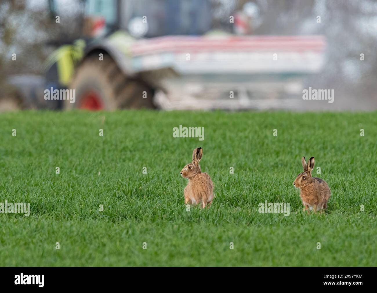 Nature and Agriculture in harmony . Brown Hares (Lepus europaeus ...