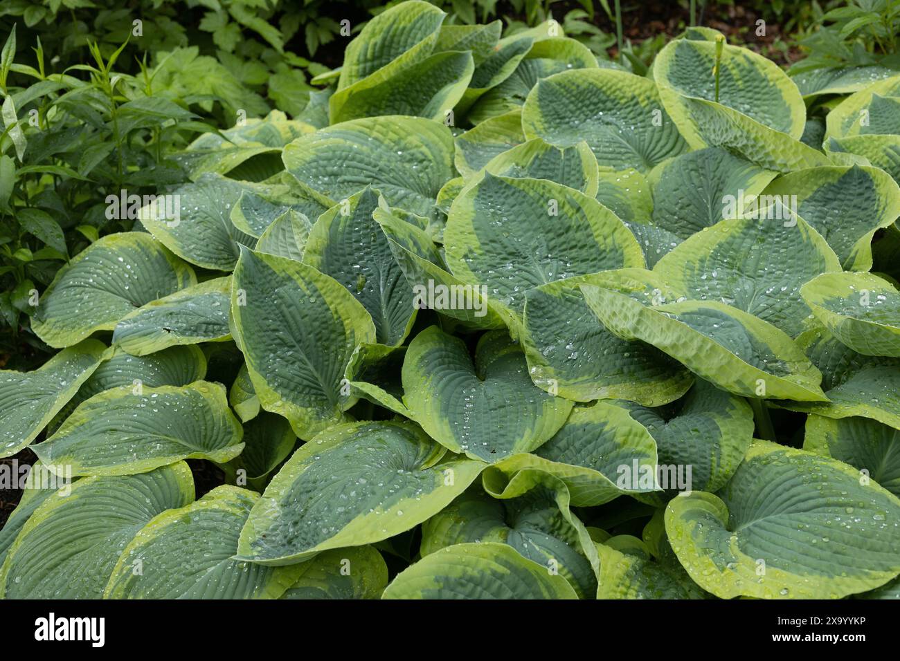Hosta frances williams hi-res stock photography and images - Alamy