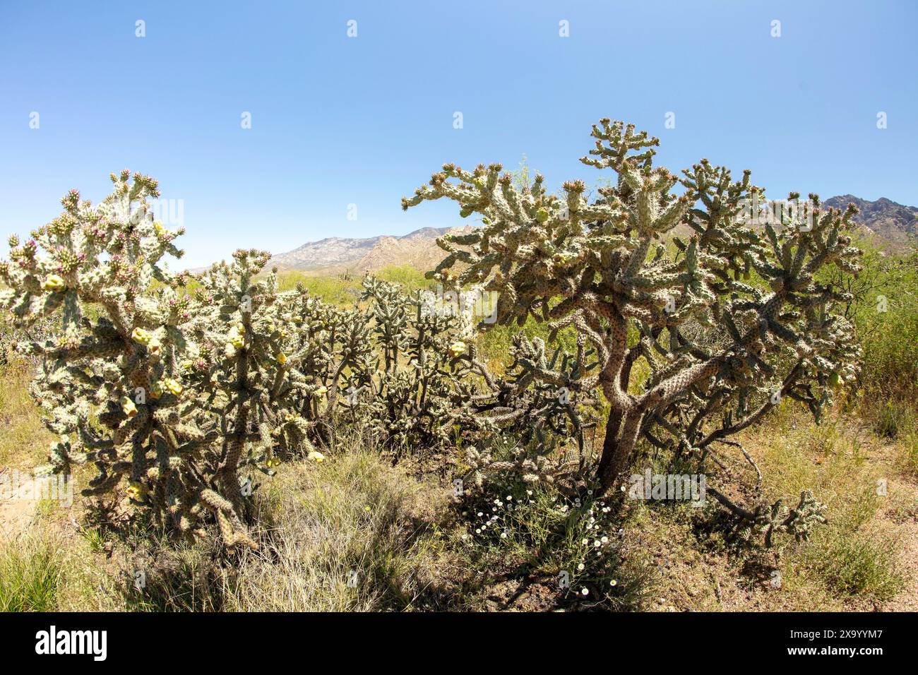 The wide open space of the glorious Catalina State Park, Oro Valley ...