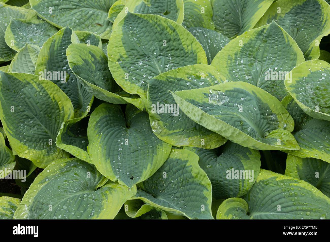 Hosta frances williams hi-res stock photography and images - Alamy