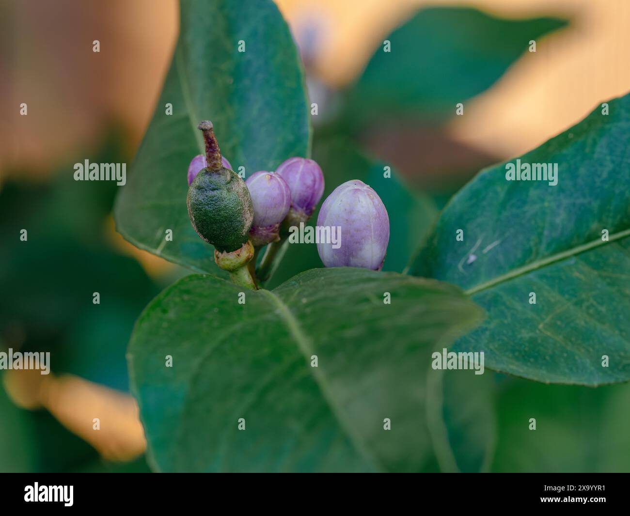 A small lemon on buds in nature Stock Photo - Alamy