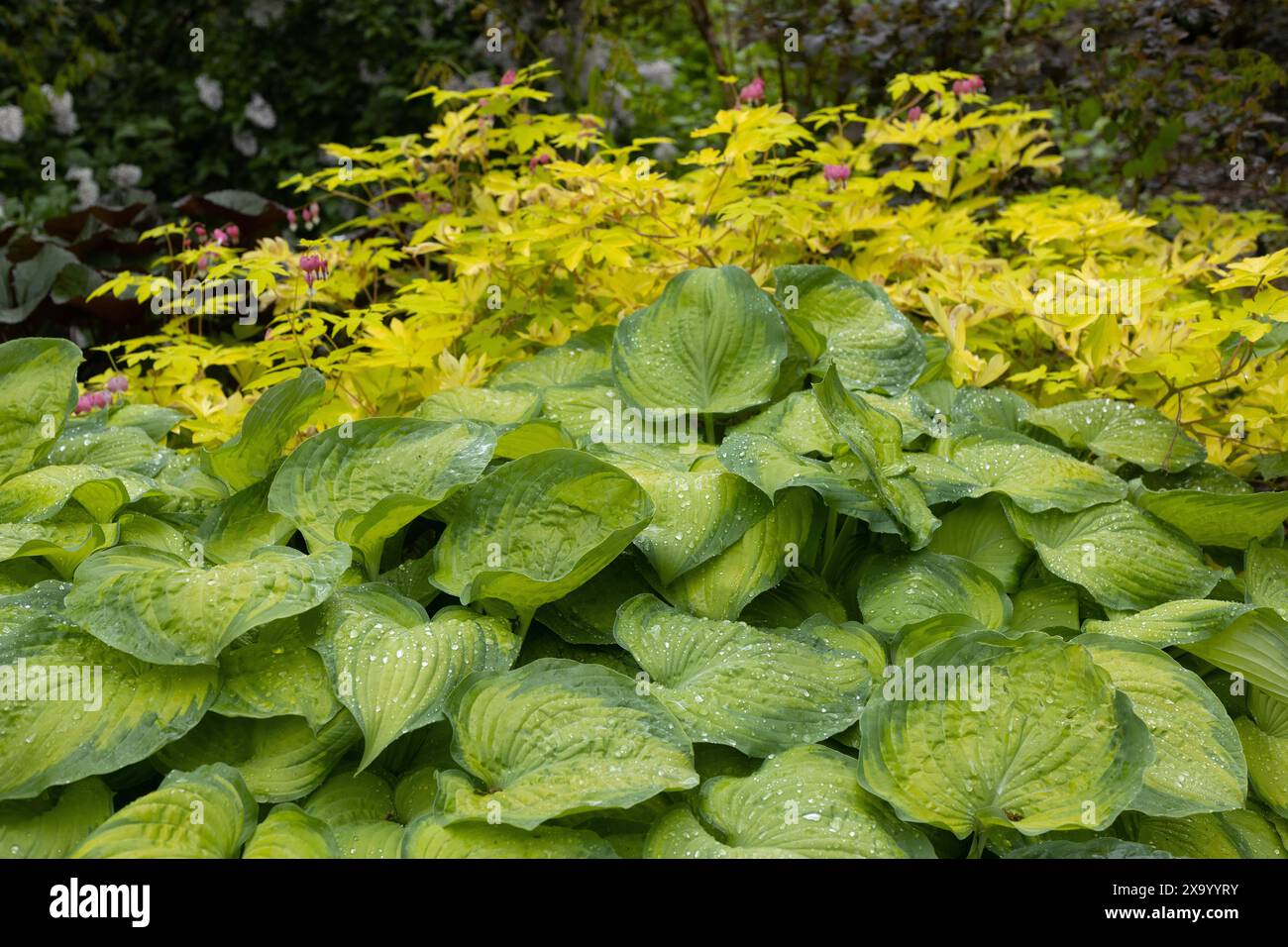 Hosta 'Key West' Stock Photo - Alamy