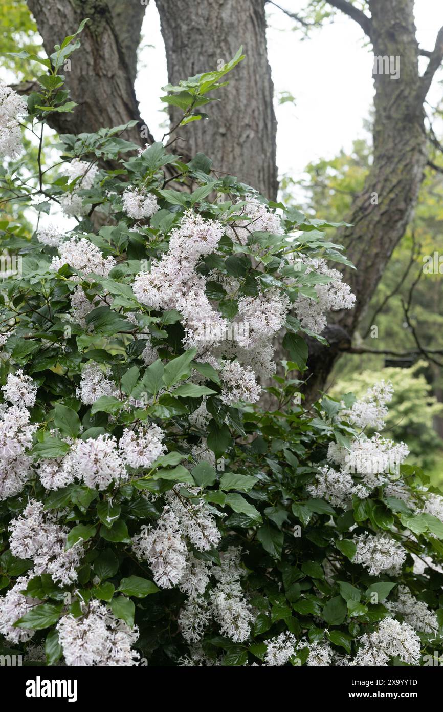 Syringa patula 'Miss Kim' Stock Photo - Alamy
