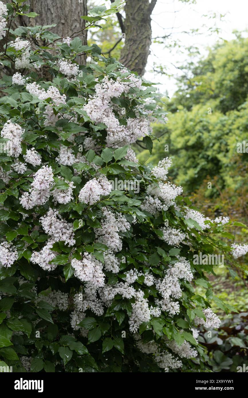 Syringa patula 'Miss Kim' Stock Photo - Alamy