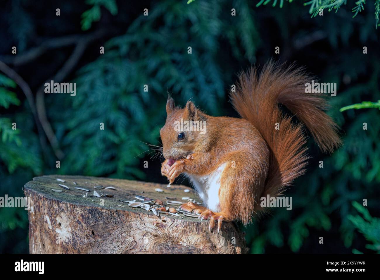 A red squirrel (Sciurus vulgaris) feeding on a tree stump in Cumbria ...