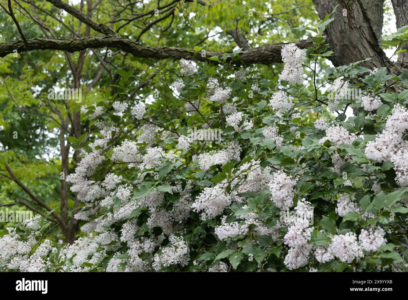Syringa patula 'Miss Kim' Stock Photo - Alamy