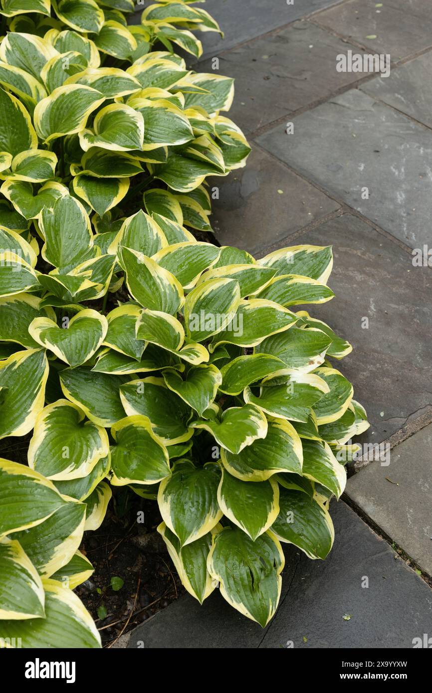 Hosta 'Queen Josephine' Stock Photo - Alamy