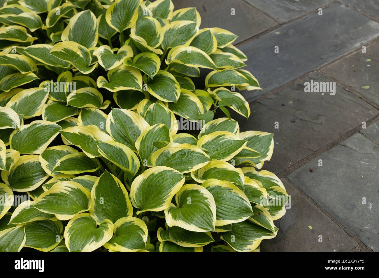 Hosta 'Queen Josephine' Stock Photo - Alamy