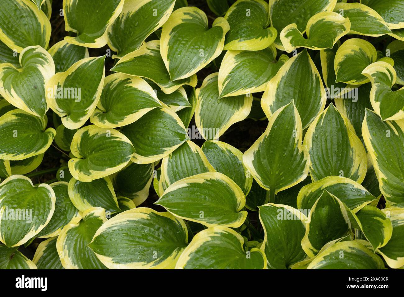 Hosta 'Queen Josephine' Stock Photo - Alamy