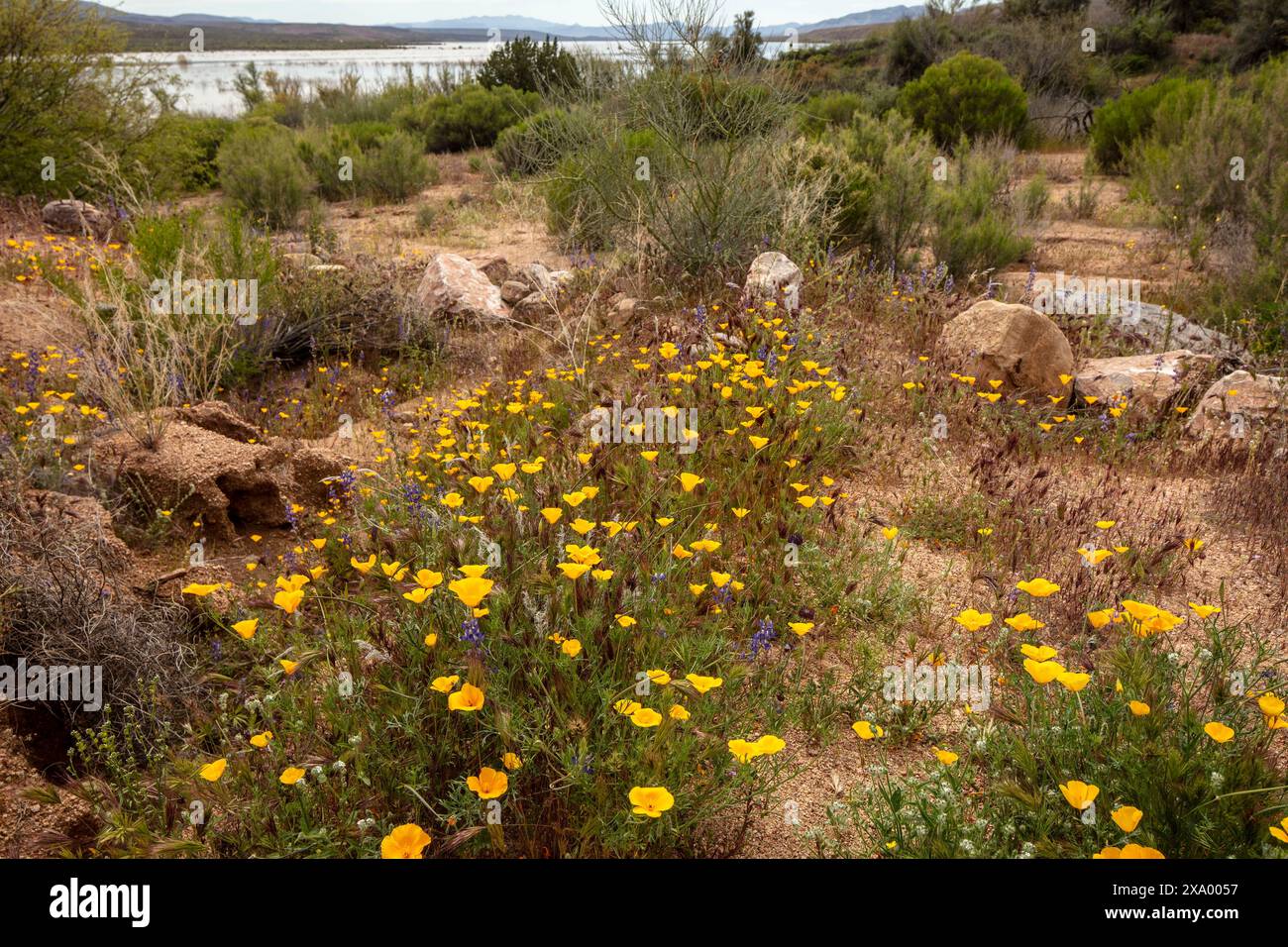Intimate Sonoran wildflower landscape along highway 77 (Globe to Tucson ...