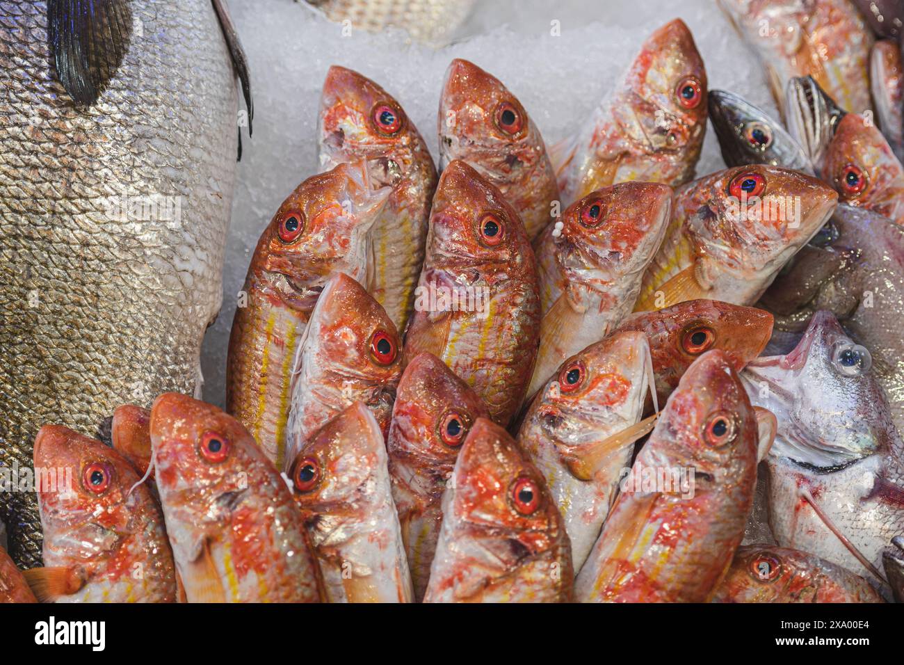 Fresh goatfish, red mullets or surmullets lying on the ice in a fish ...