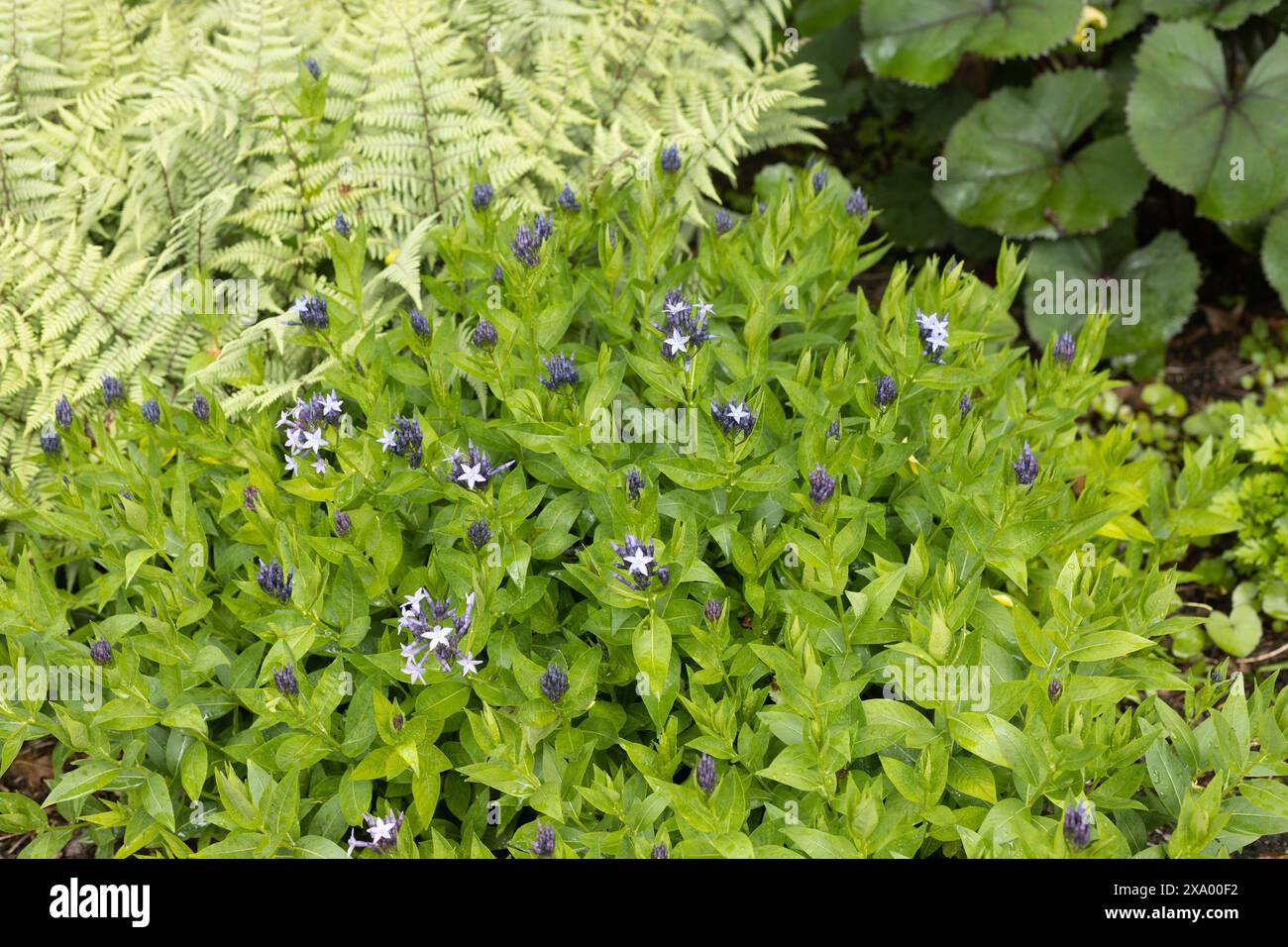 Amsonia tabernaemontana 'blue ice' plant next to athyrium 'Ghost' fern ...
