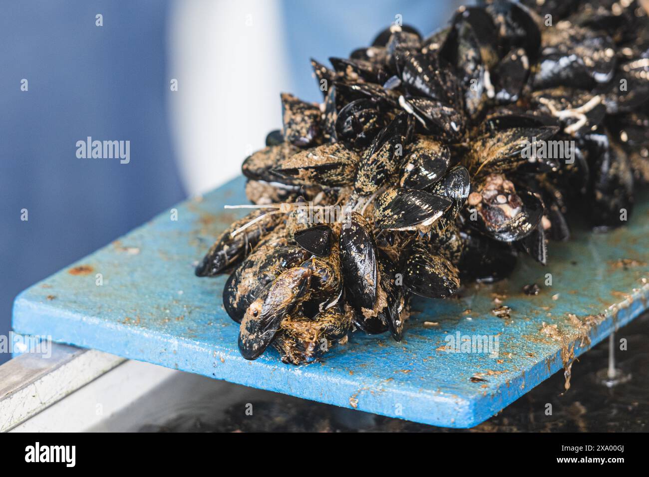 Hepatitis a bacteria hi-res stock photography and images - Alamy