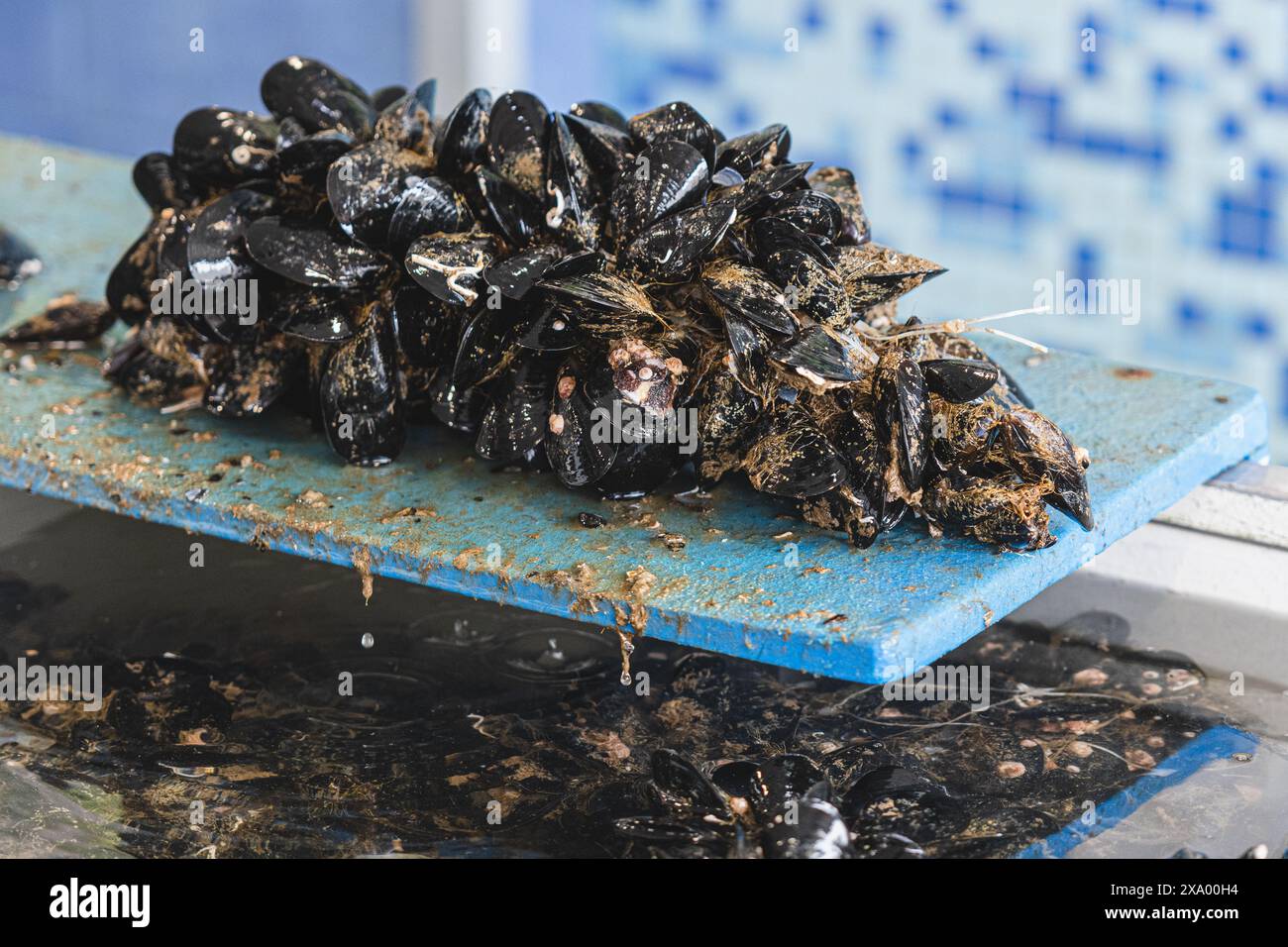 Hepatitis a bacteria hi-res stock photography and images - Alamy