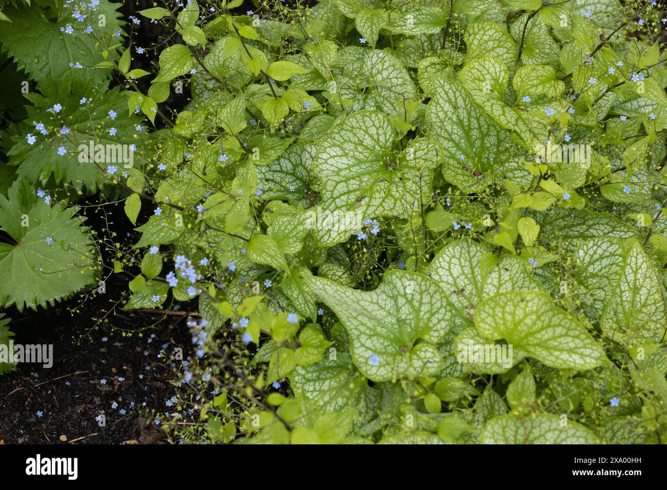 Brunnera macrophylla 'Alexander's Great' Siberian bugloss Stock Photo ...