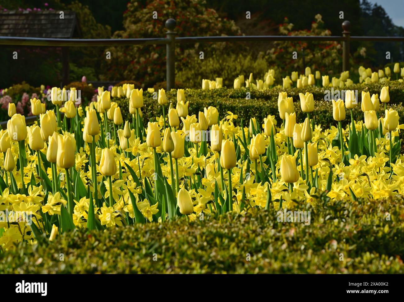 Field of yellow tulips and assorted flowers with distant fence Stock Photo - Alamy