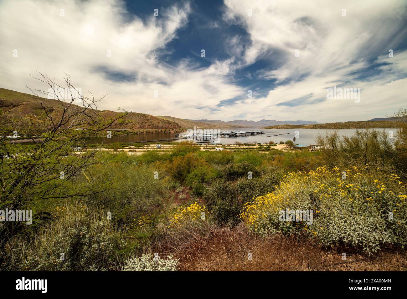 Intimate Sonoran wildflower landscape along highway 77 (Globe to Tucson ...