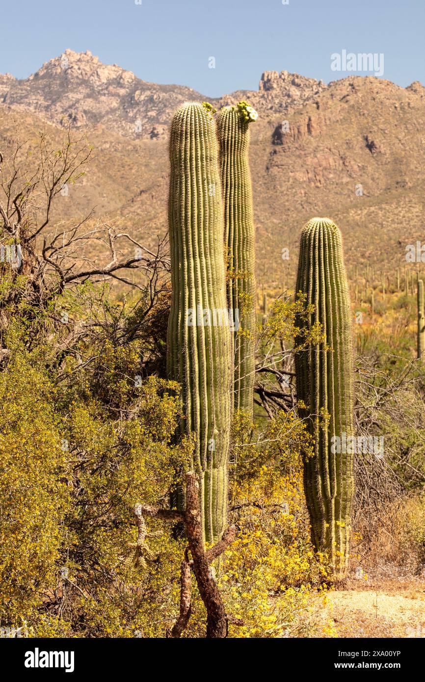 Majestic Saguaro, Saˈɣwaɾo, Carnegiea Gigantea, standing in glorious ...