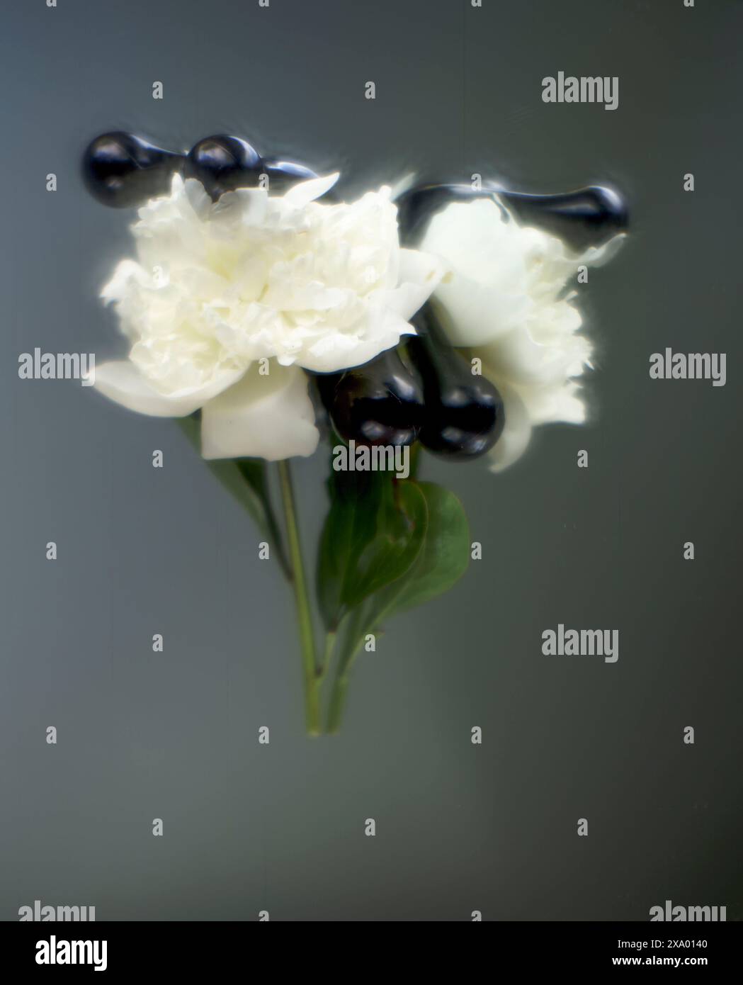 Deceptively simple poster ready high resolution White Peony flower ...