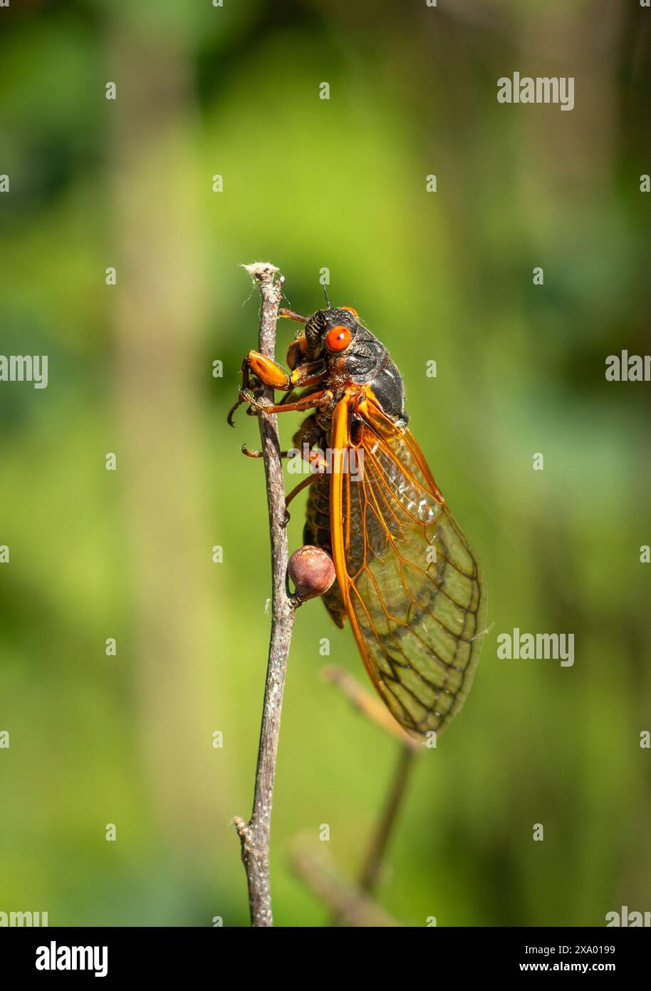 Periodical cicadas in the sunlight. Northern Illinois, USA Stock Photo ...