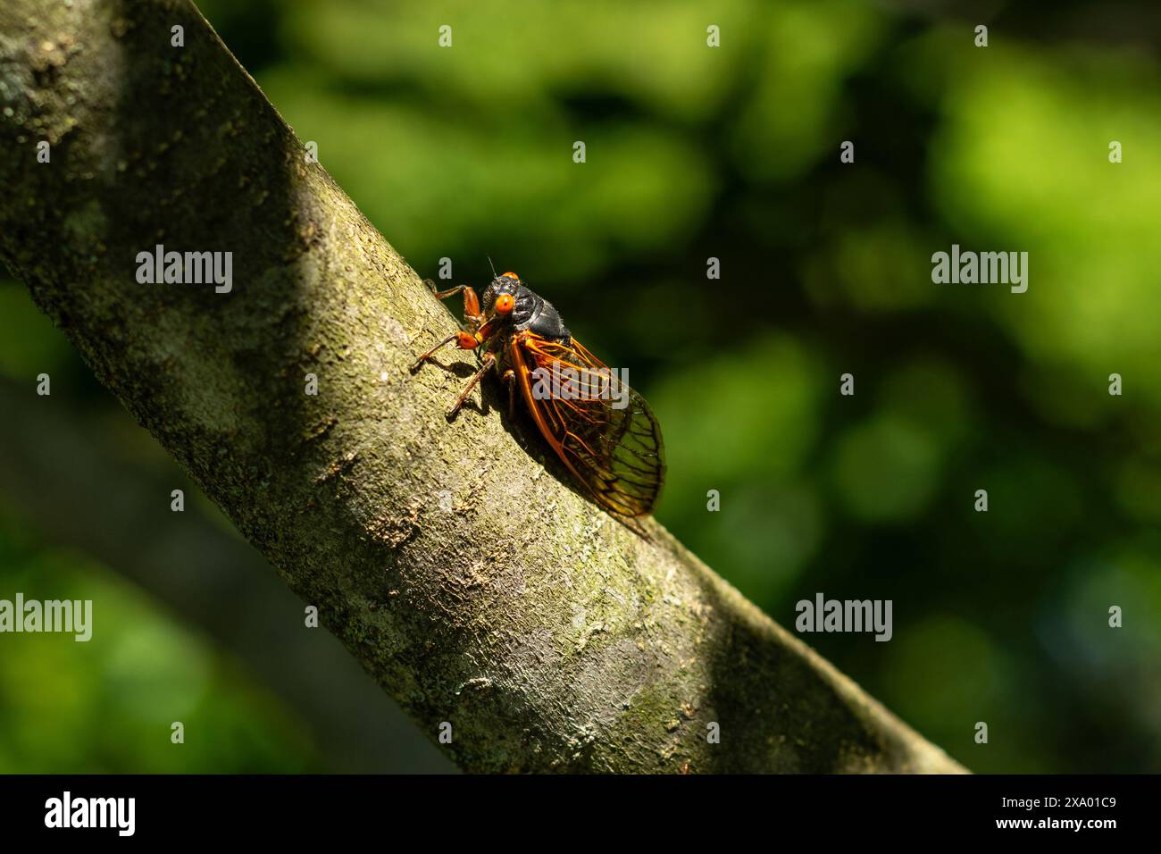Periodical cicadas hi-res stock photography and images - Alamy