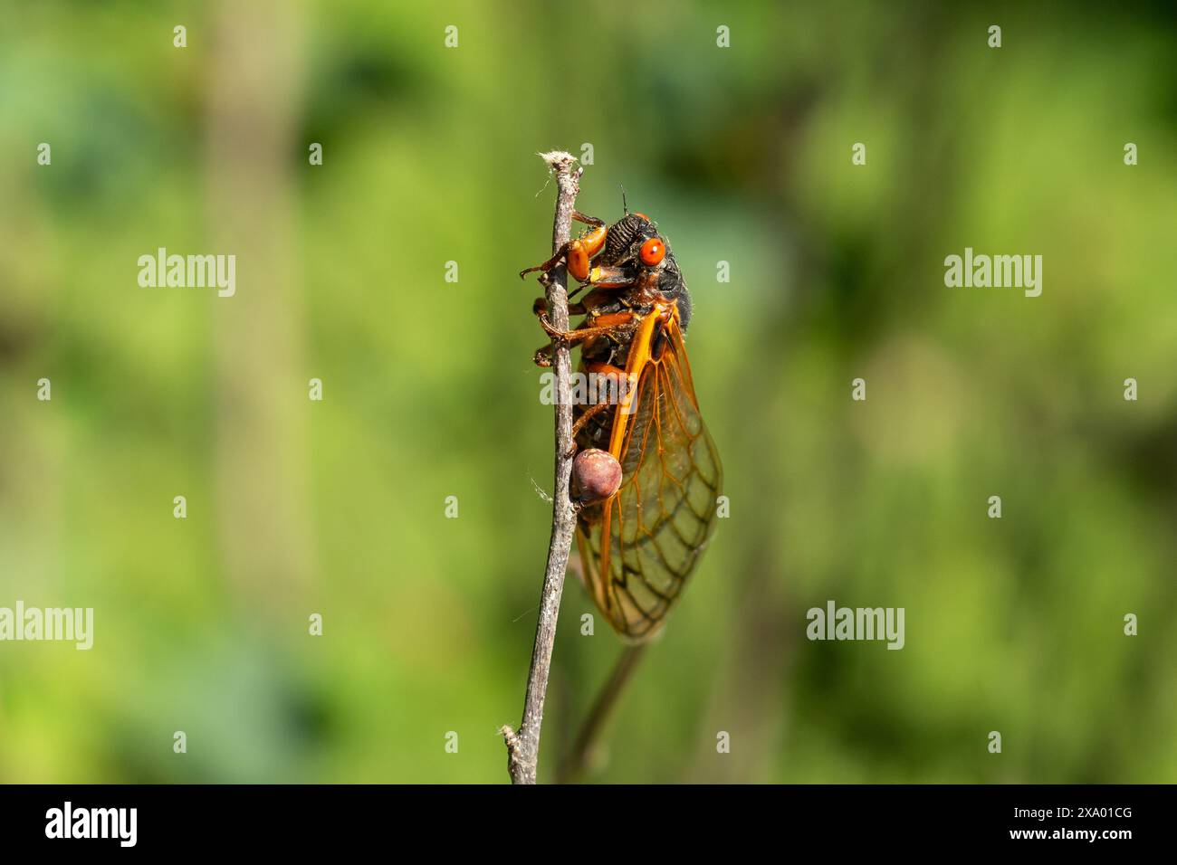 Periodical cicadas in the sunlight. Northern Illinois, USA Stock Photo ...
