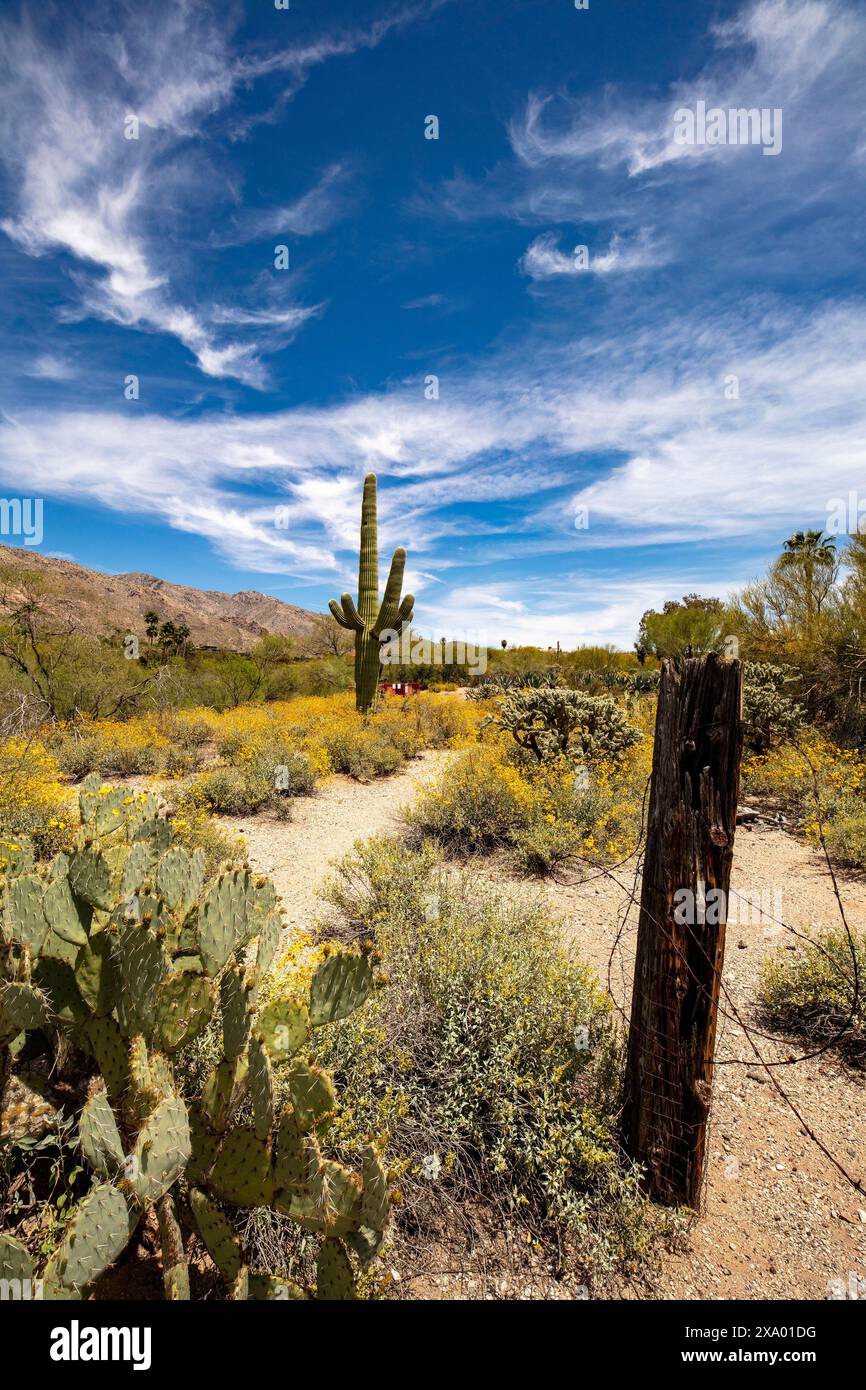Majestic Saguaro, Saˈɣwaɾo, Carnegiea Gigantea, standing in glorious ...