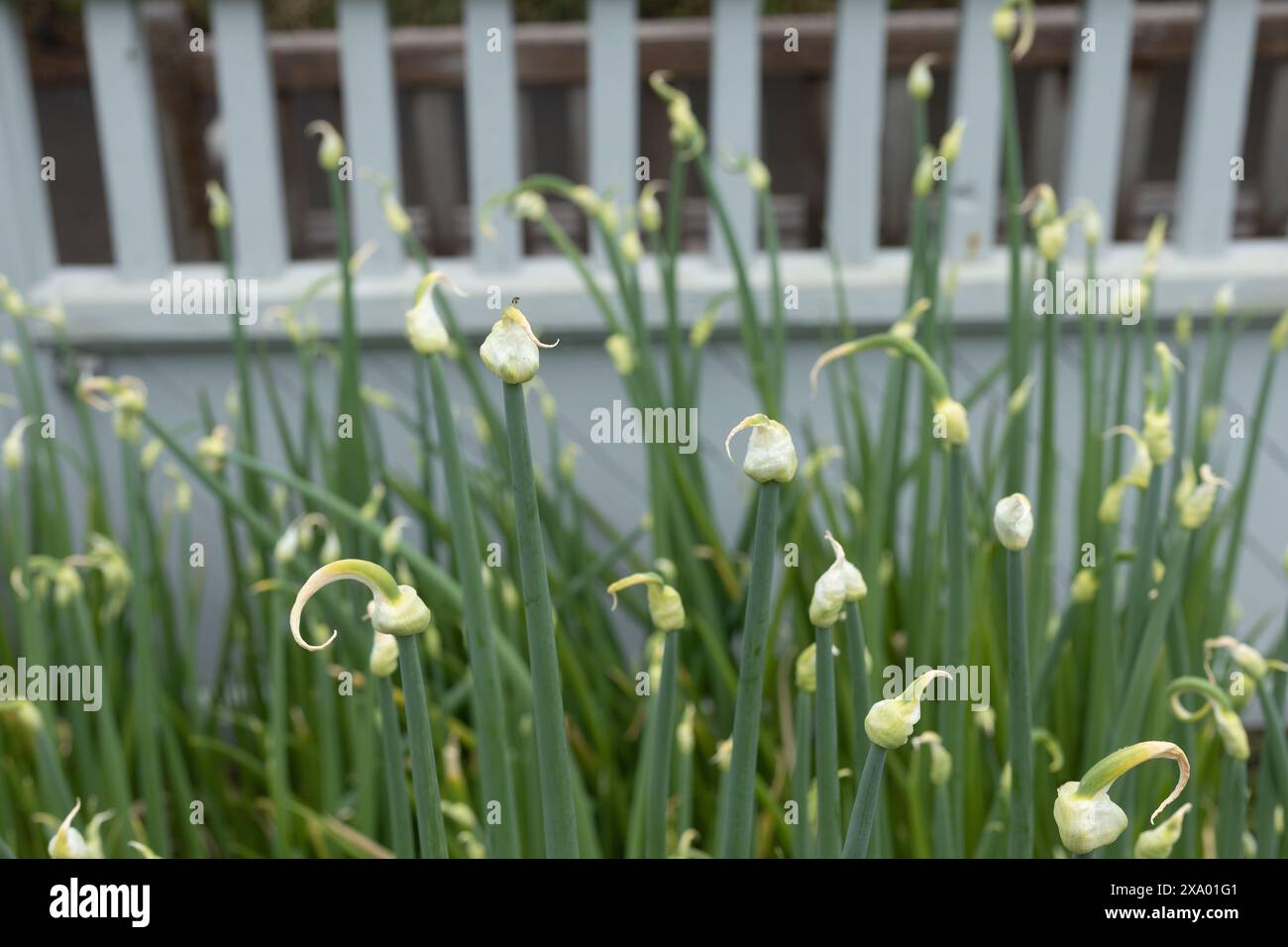 Allium x proliferum - Egyptian tree onions in a garden Stock Photo - Alamy
