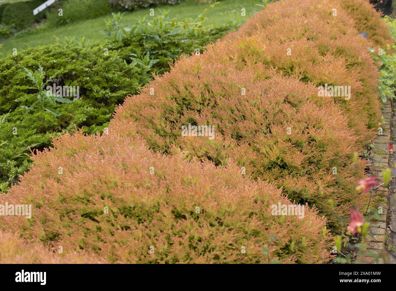 Thuja occidentalis 'congabe' fire chief American arborvitae Stock Photo ...