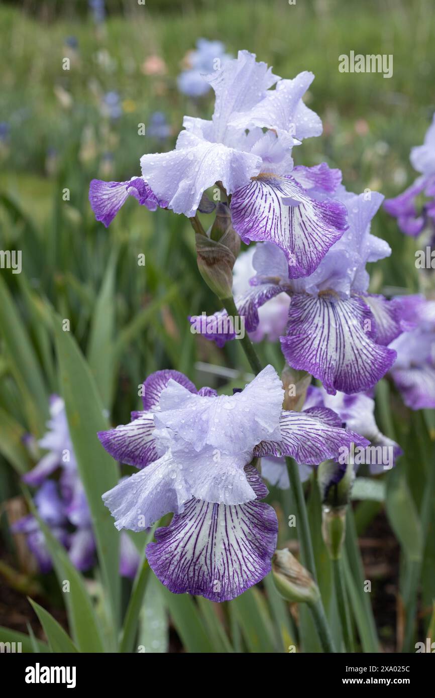 Iris 'Circus circus' flowers Stock Photo - Alamy