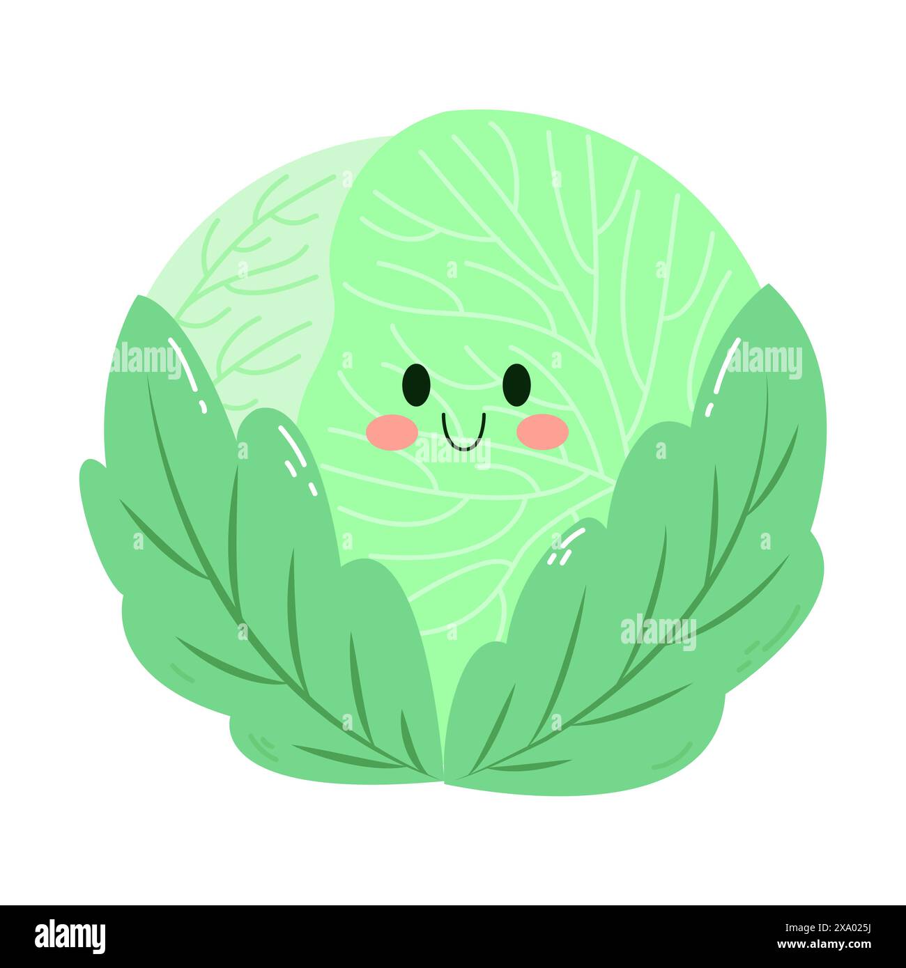 hand drawn cute white cabbage illustration Stock Vector Image & Art - Alamy