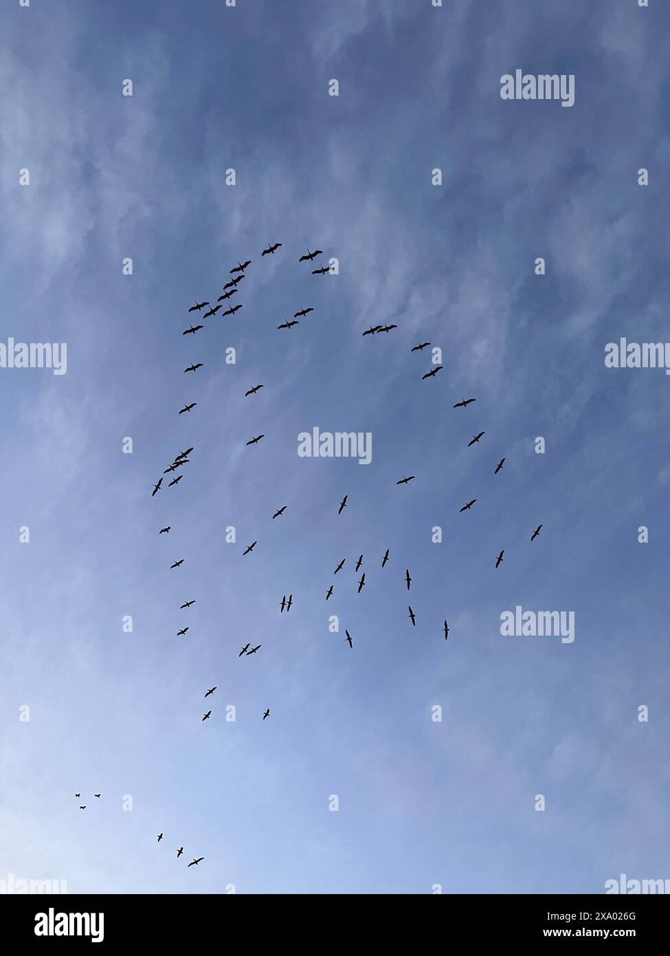 The birds in a circular formation in a clear blue sky Stock Photo - Alamy