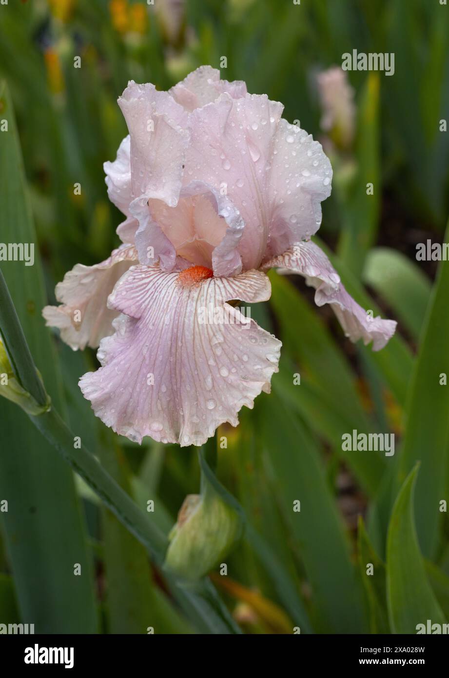 Chinook dreams hi-res stock photography and images - Alamy