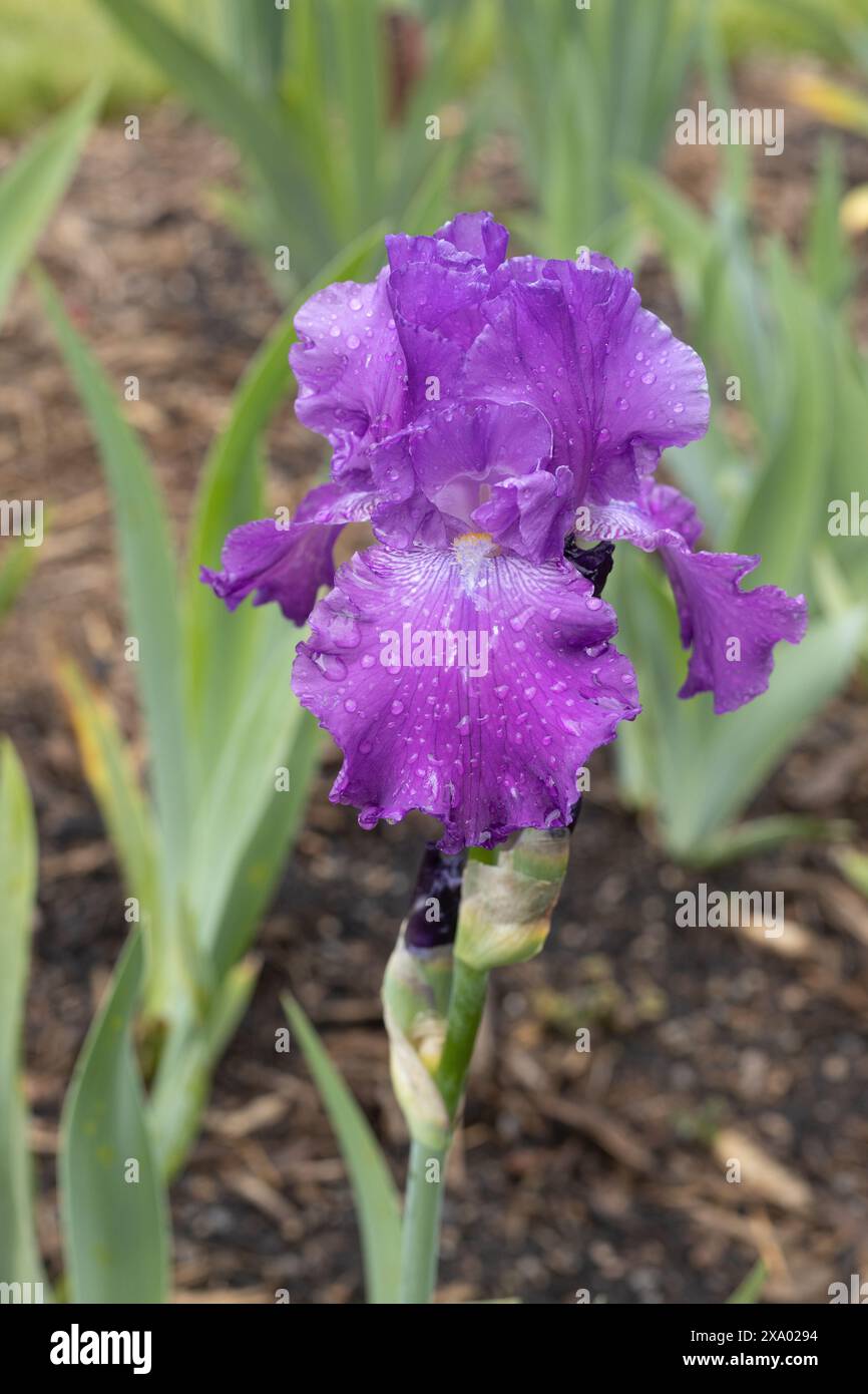 Iris 'Greta' flower Stock Photo - Alamy
