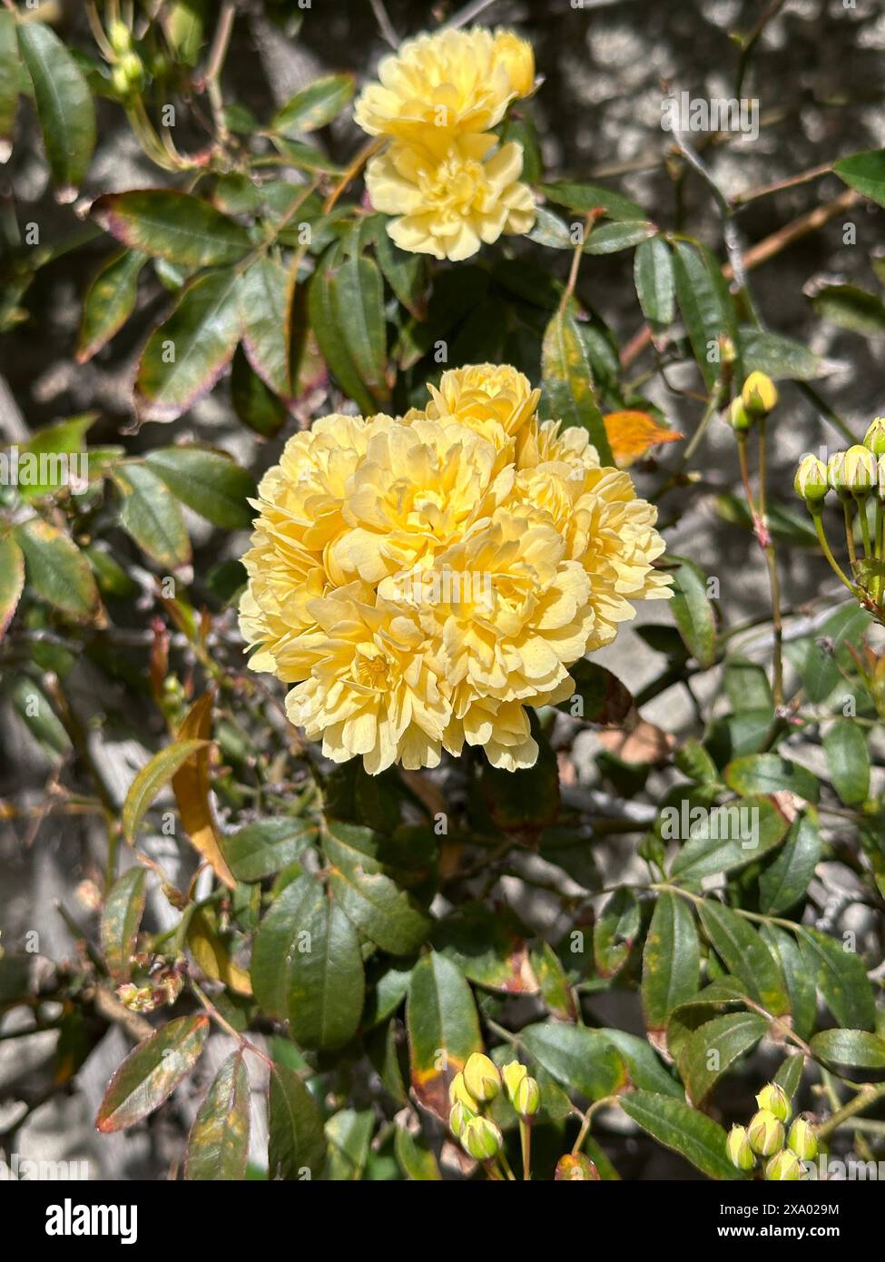 The vibrant blooming Rose Banks flowers in a garden Stock Photo - Alamy