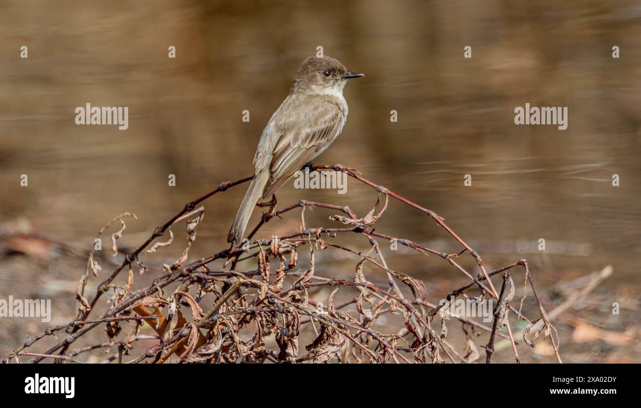 Eastern feathered hi-res stock photography and images - Alamy
