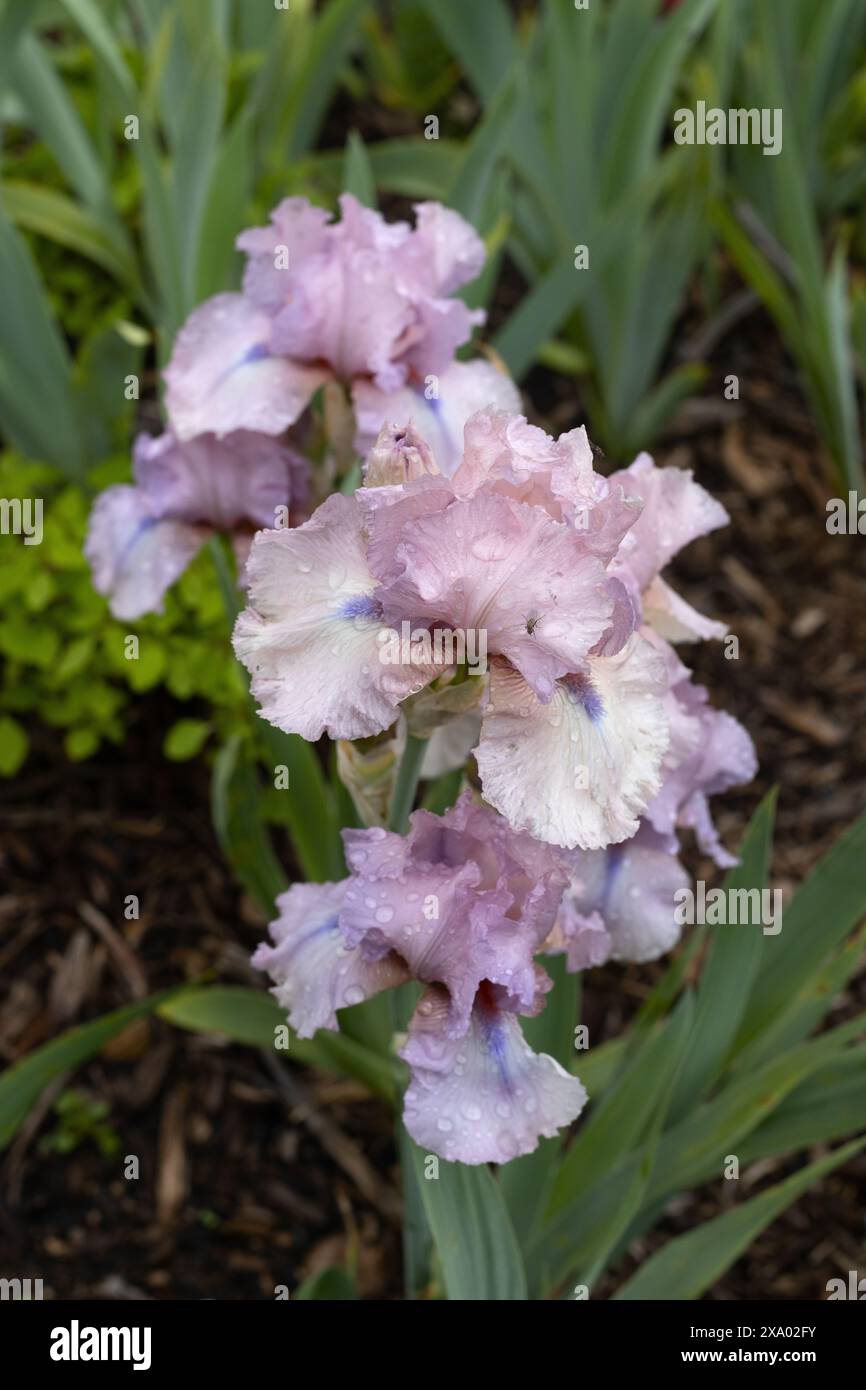 Iris 'Trouble' flowers Stock Photo - Alamy